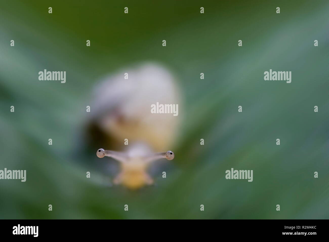 Slug eye view hi-res stock photography and images - Alamy