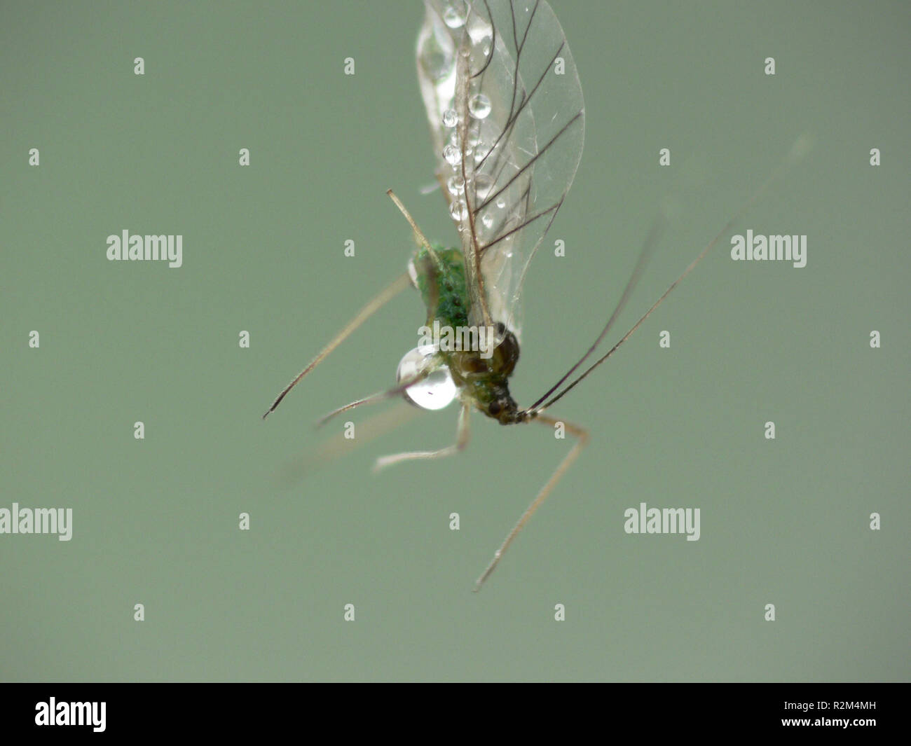 Spinnenfaden hi-res stock photography and images - Alamy