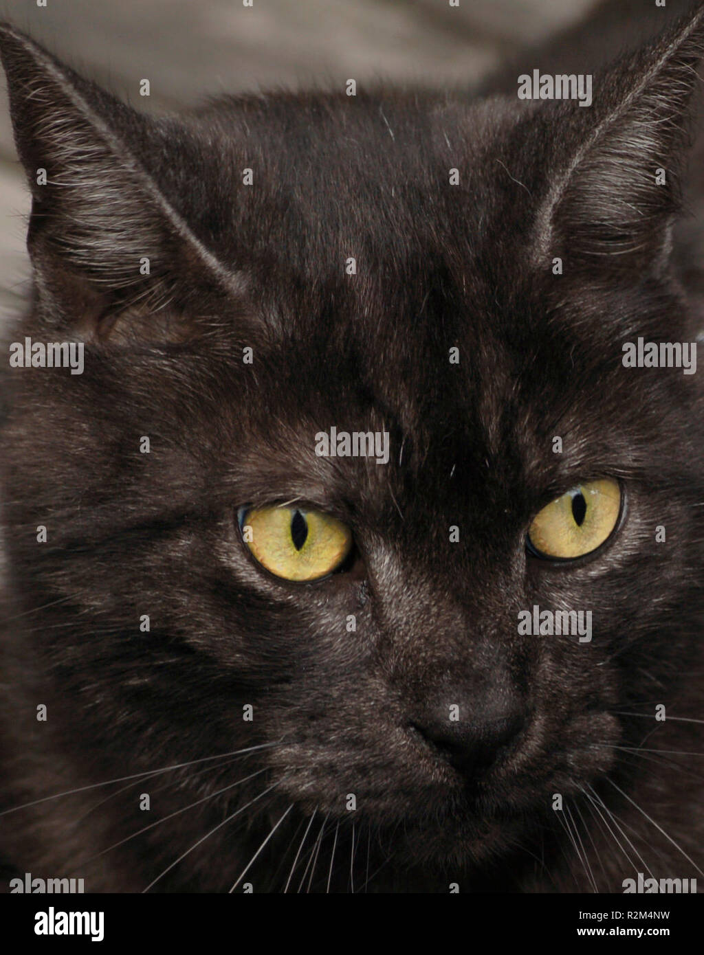 Tapetum lucidum cat hi-res stock photography and images - Alamy