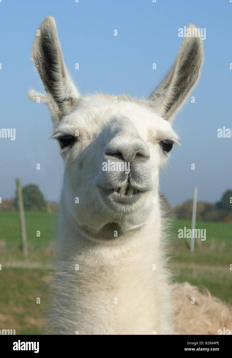 Zoo llama hi-res stock photography and images - Alamy