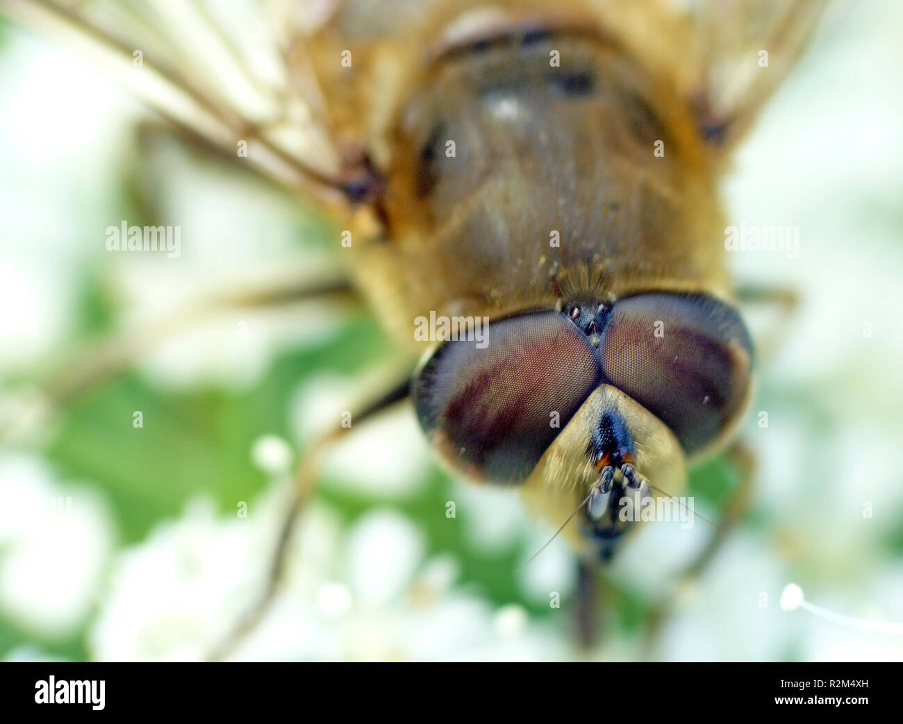 Fliegenkopf hi-res stock photography and images - Alamy