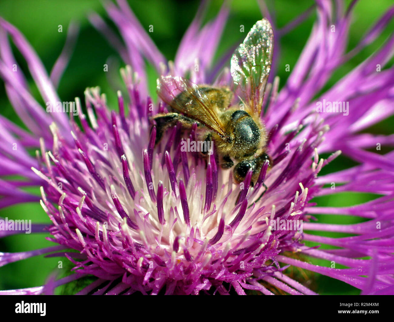 Pera head hi-res stock photography and images - Alamy