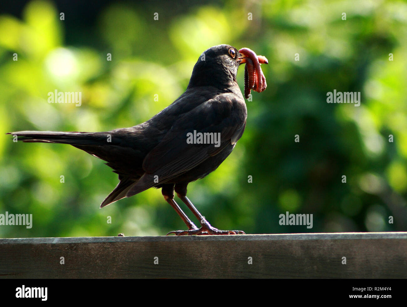 Early bird catch the worm hi-res stock photography and images - Alamy