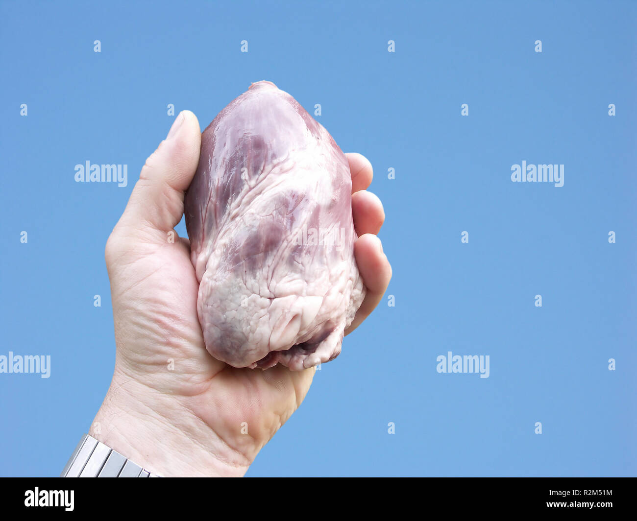 organ donation,the heart in hand Stock Photo - Alamy