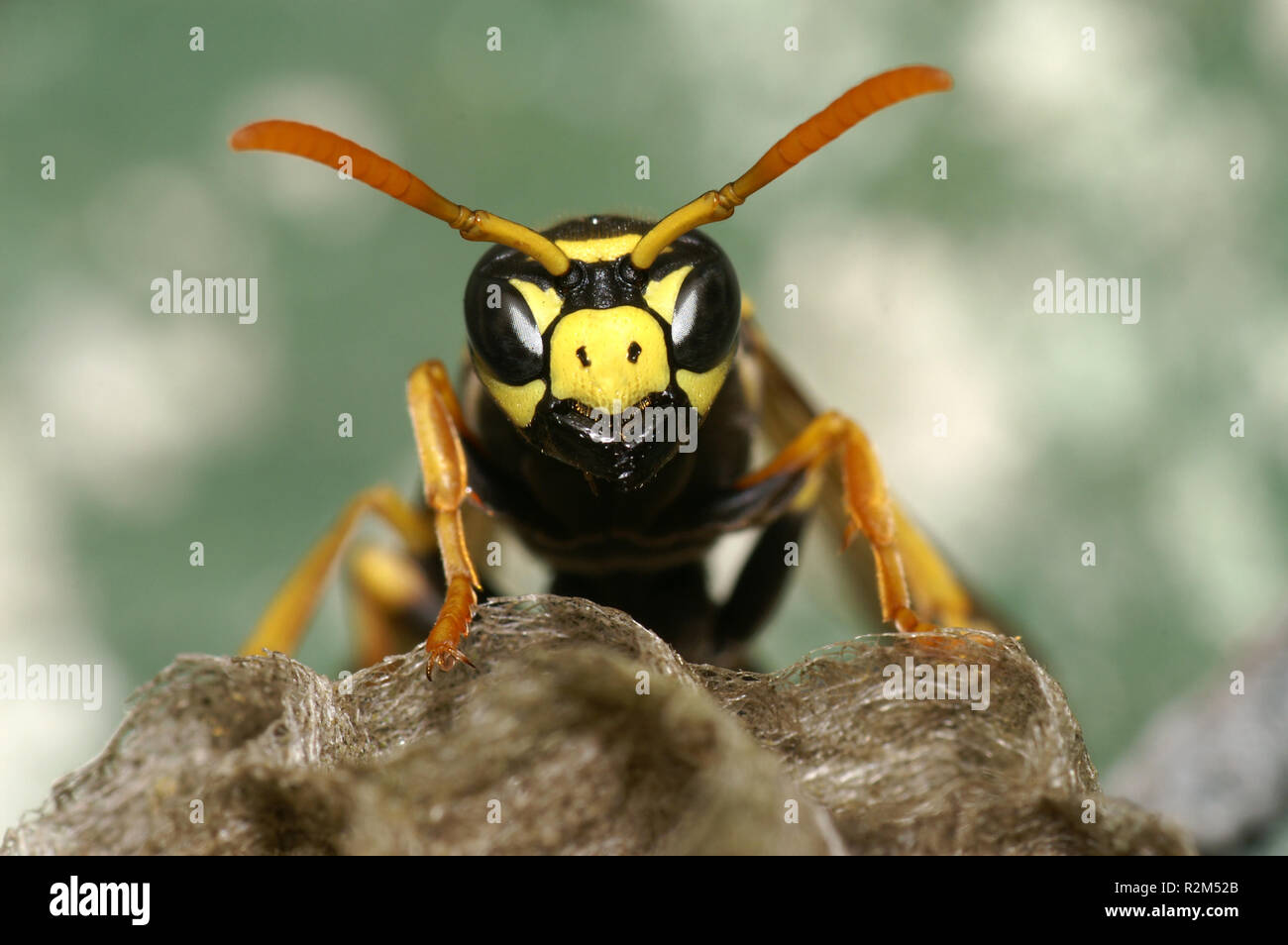 Agressive insects hi-res stock photography and images - Alamy