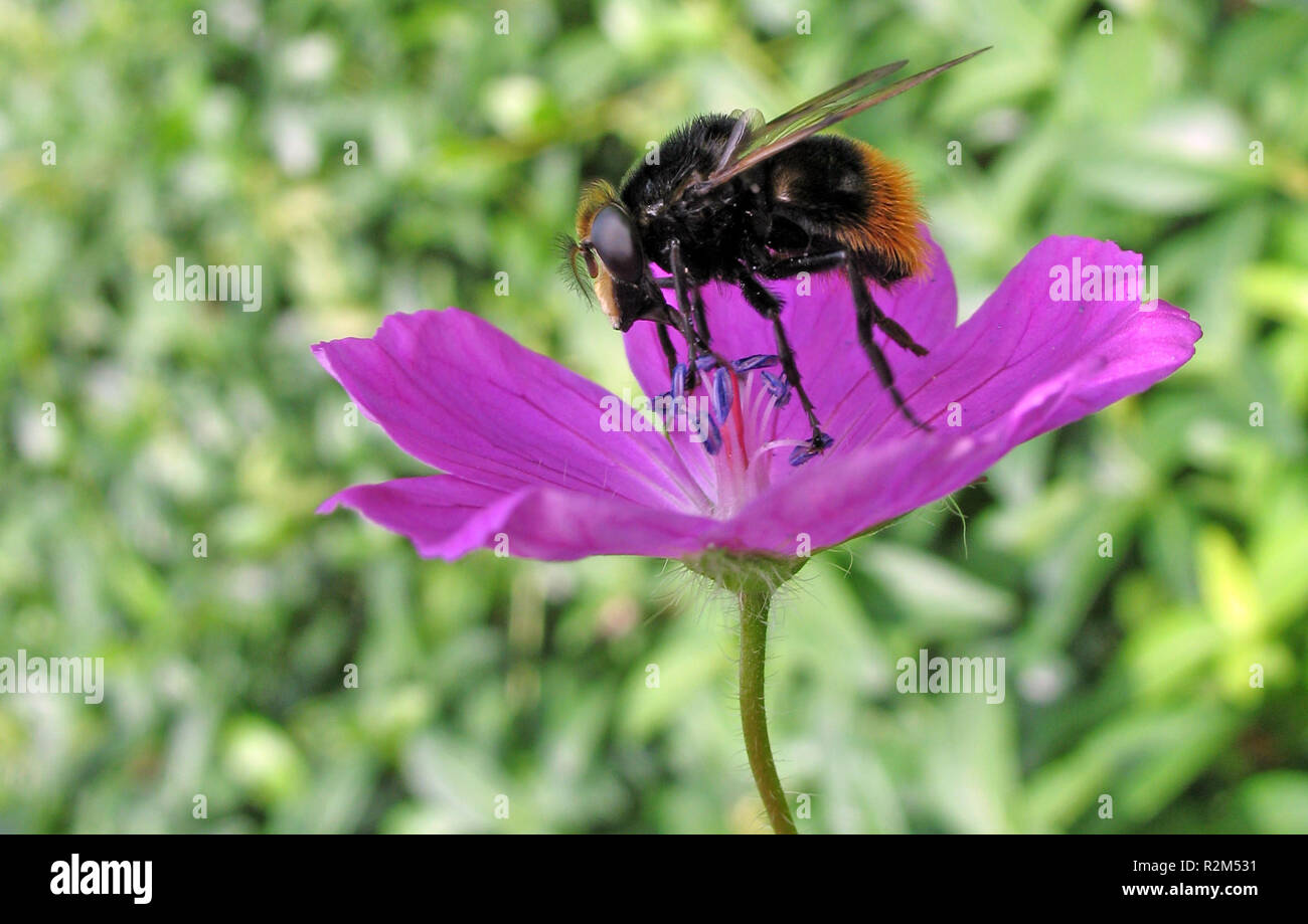 Bumblebee leg hi-res stock photography and images - Alamy