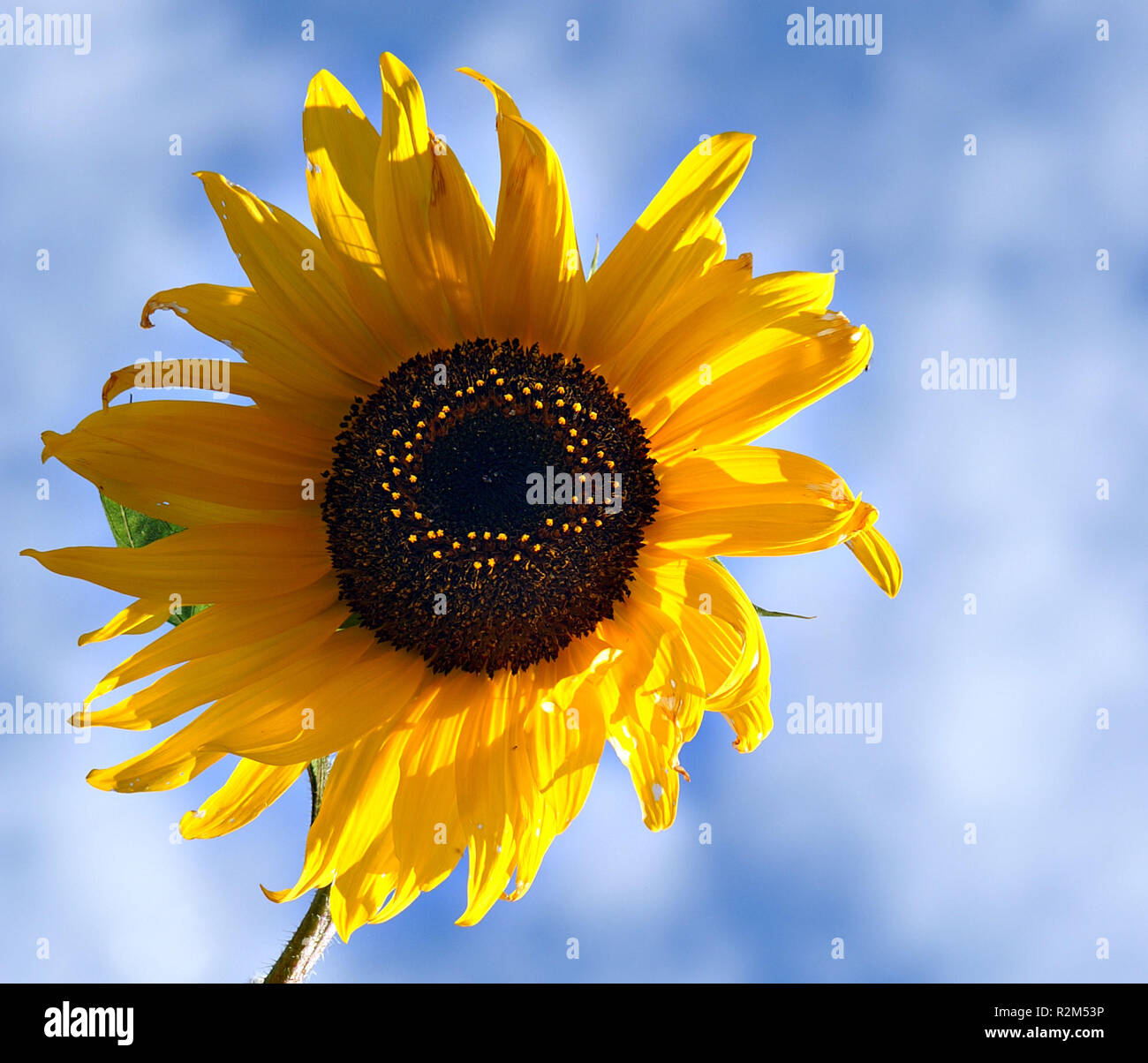 Weather picture of sunflower hi-res stock photography and images - Alamy