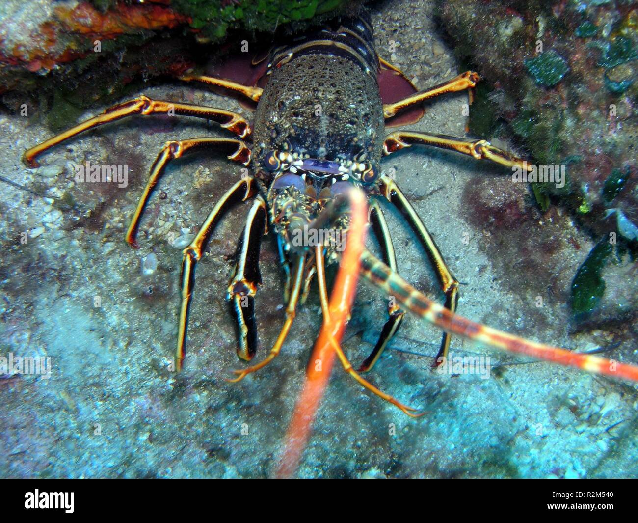 Languste hi-res stock photography and images - Alamy
