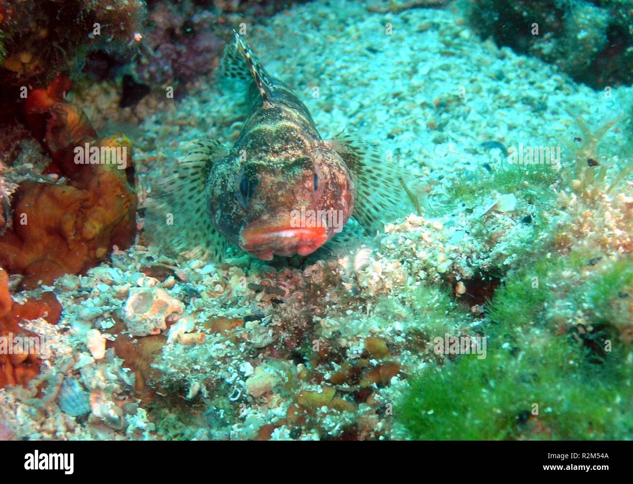 Harsh fish underwater fish pisces hi-res stock photography and images ...