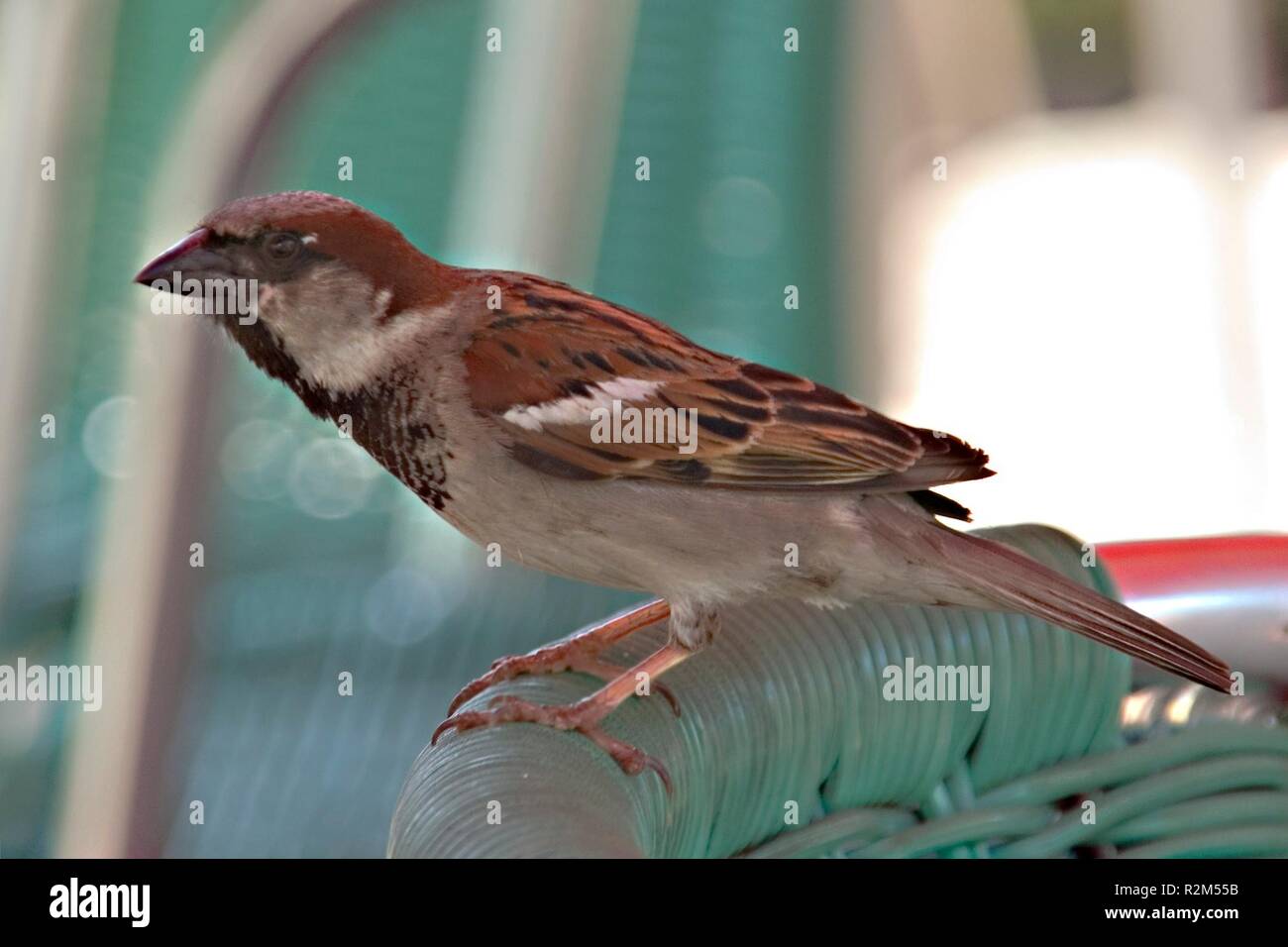 Guest birds hi-res stock photography and images - Alamy