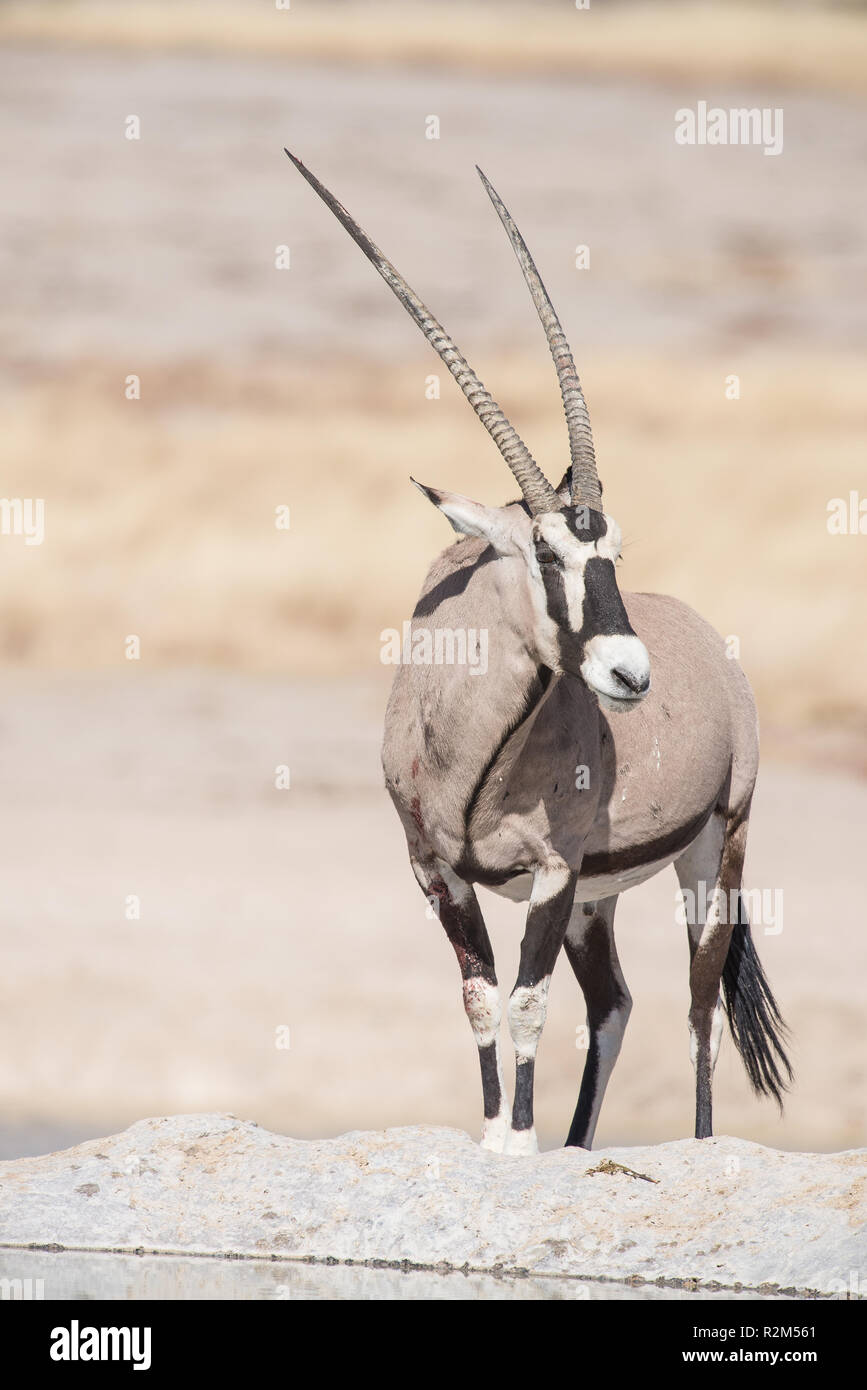 Semi desert animal hi-res stock photography and images - Alamy