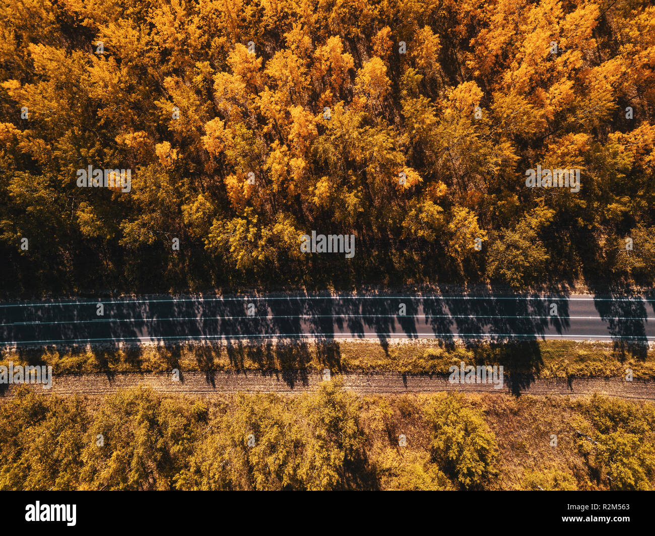 Indian forest road hi-res stock photography and images - Alamy
