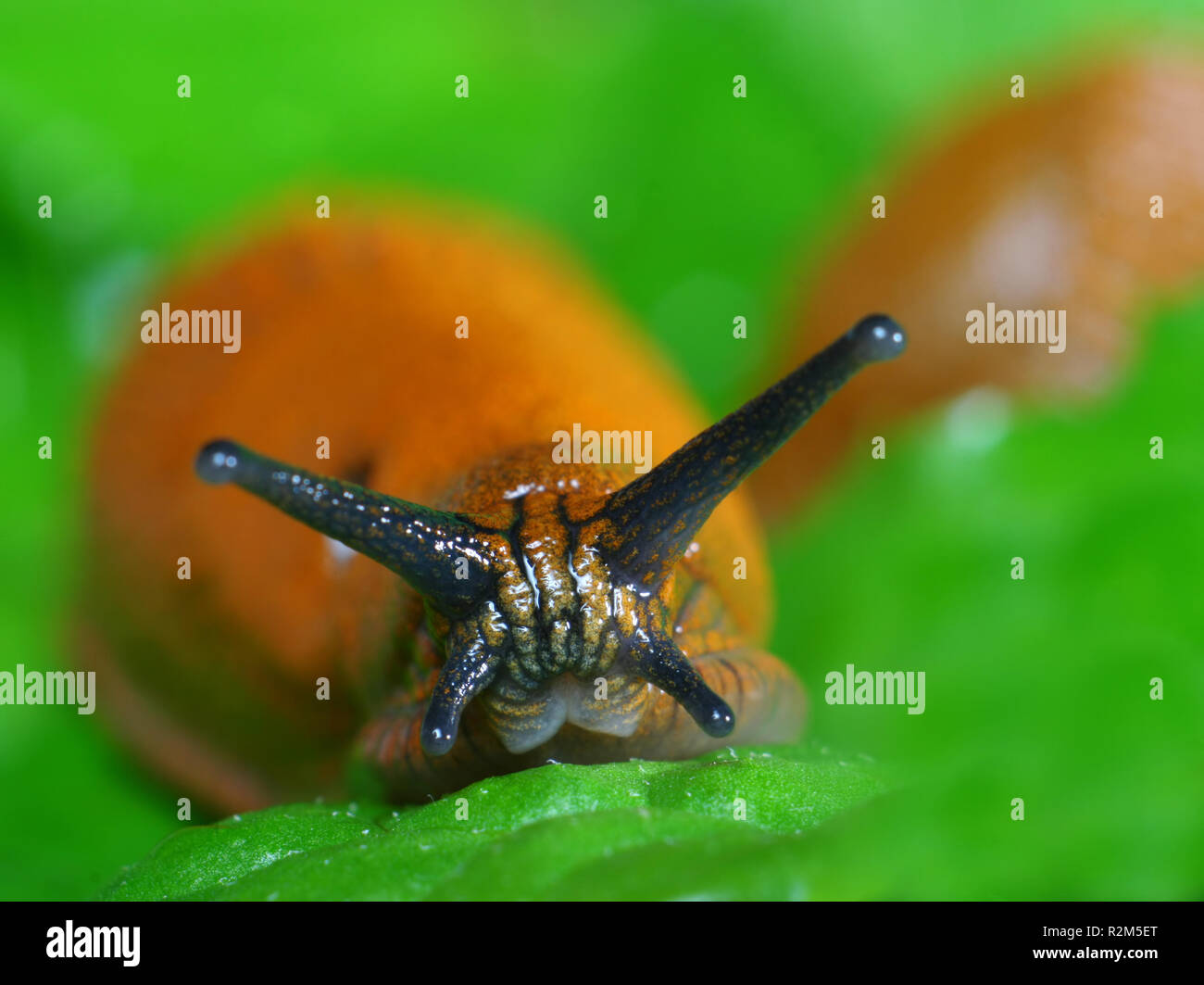 Slug size hi-res stock photography and images - Alamy