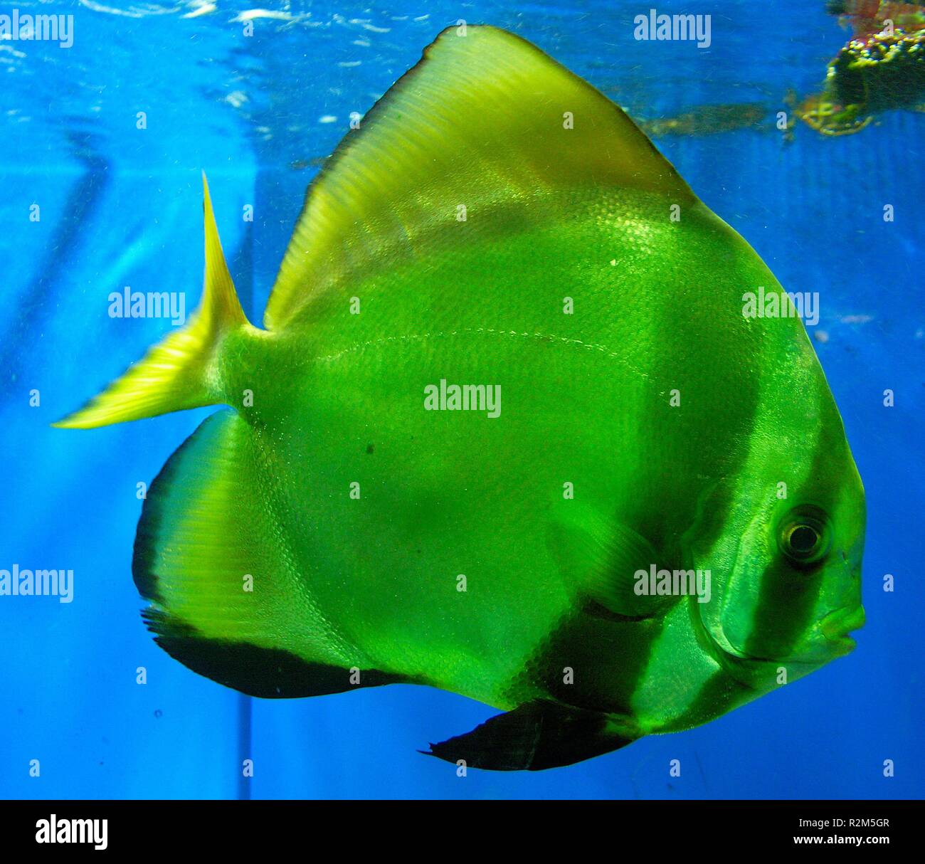 fish without a name Stock Photo - Alamy