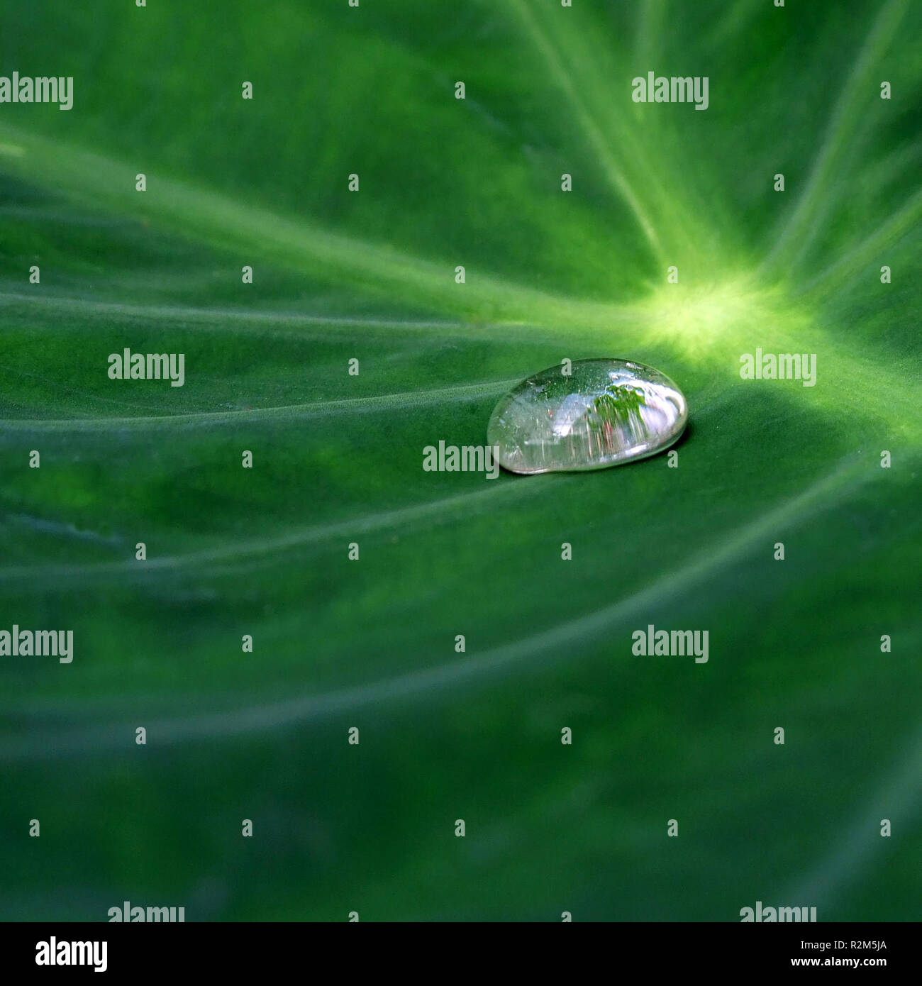 lotus with water drops Stock Photo - Alamy