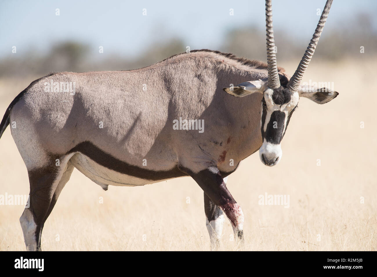 Oryx horn hi-res stock photography and images - Alamy