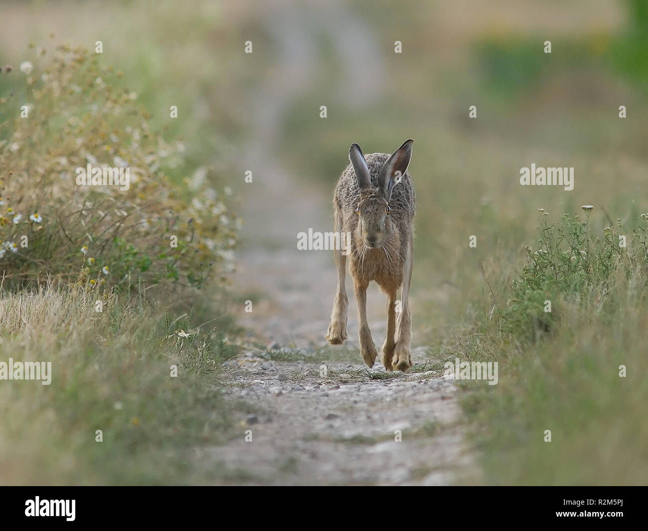 run rabbit run 3 Stock Photo - Alamy