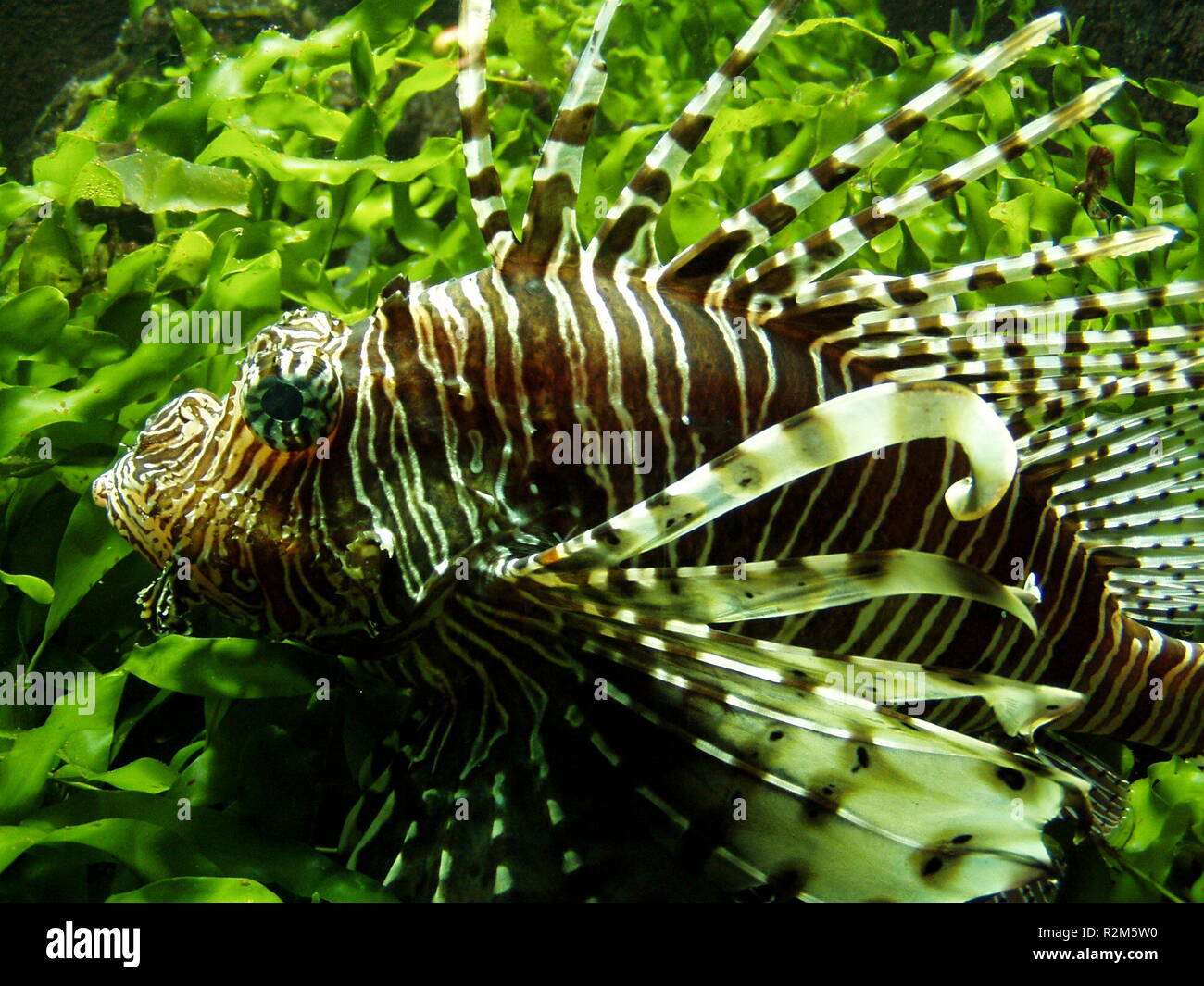 Stachelfisch hi-res stock photography and images - Alamy
