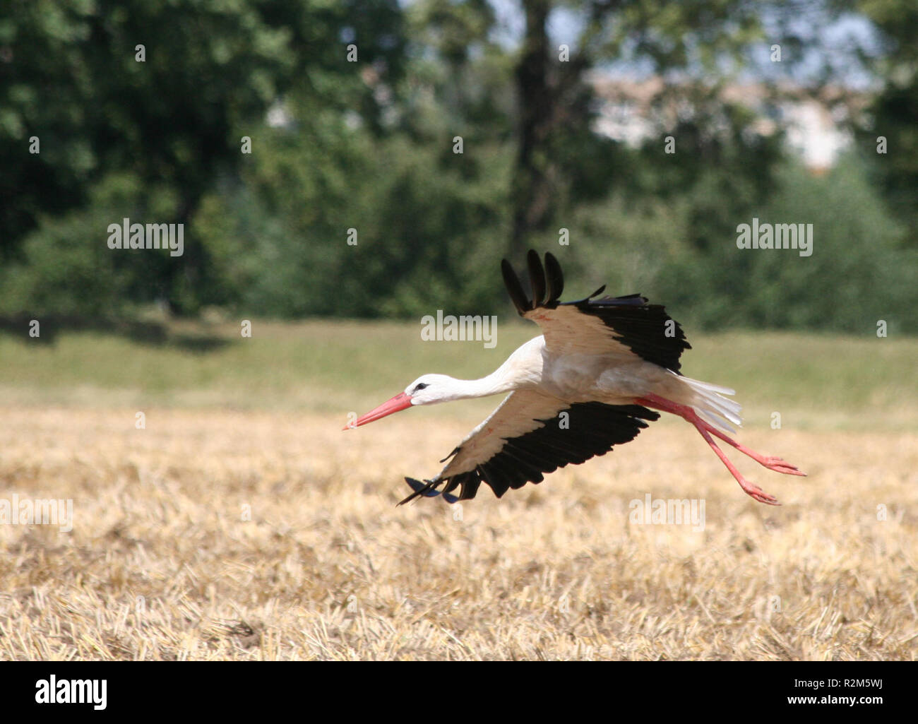 Roused hi-res stock photography and images - Alamy