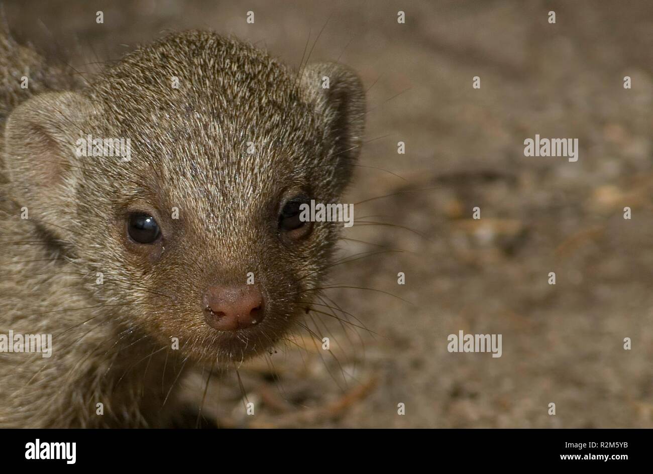 Herpestes edwardsi hi-res stock photography and images - Alamy