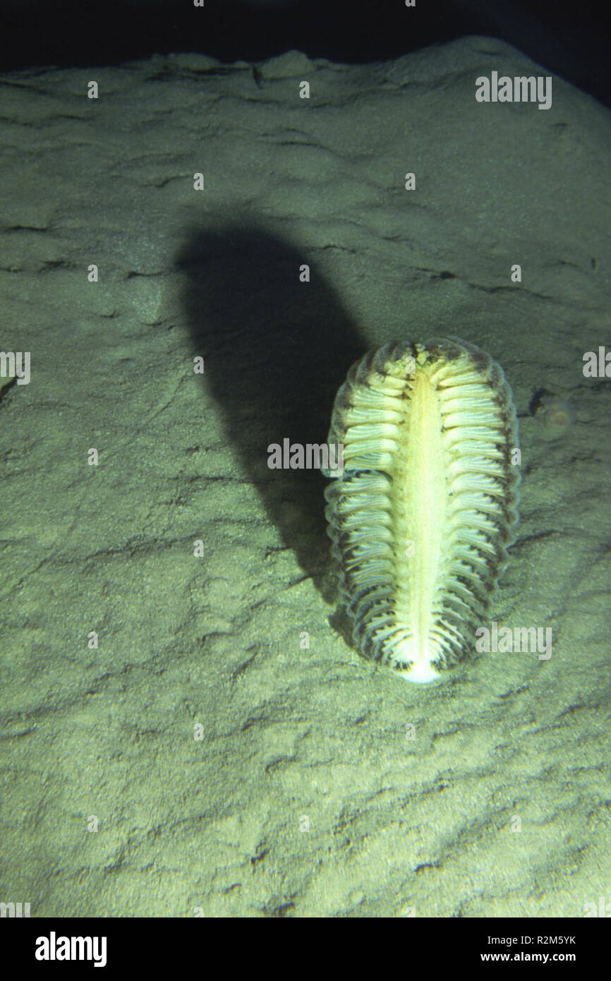 Seefeder hi-res stock photography and images - Alamy