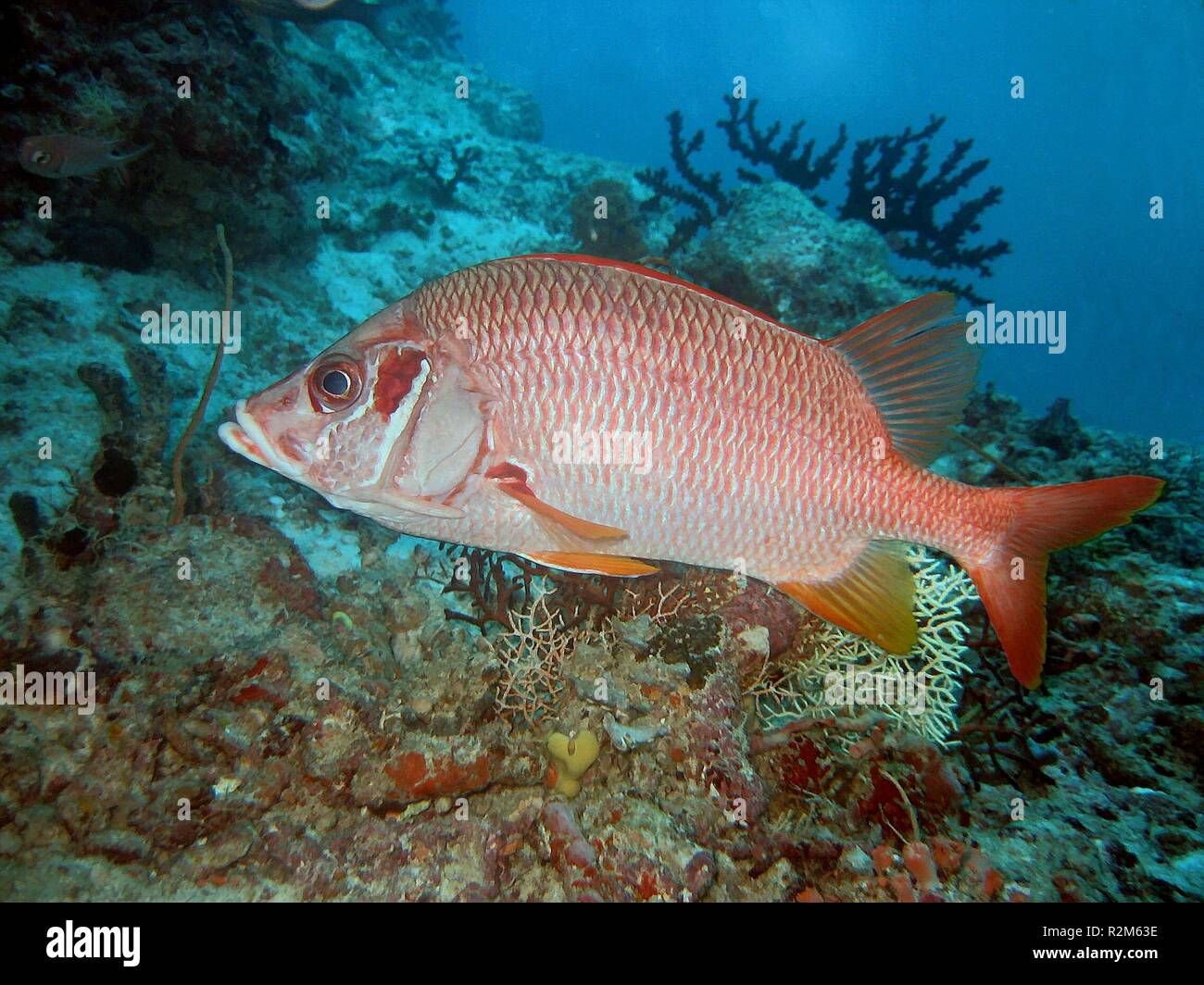 Hussar fish hi-res stock photography and images - Alamy
