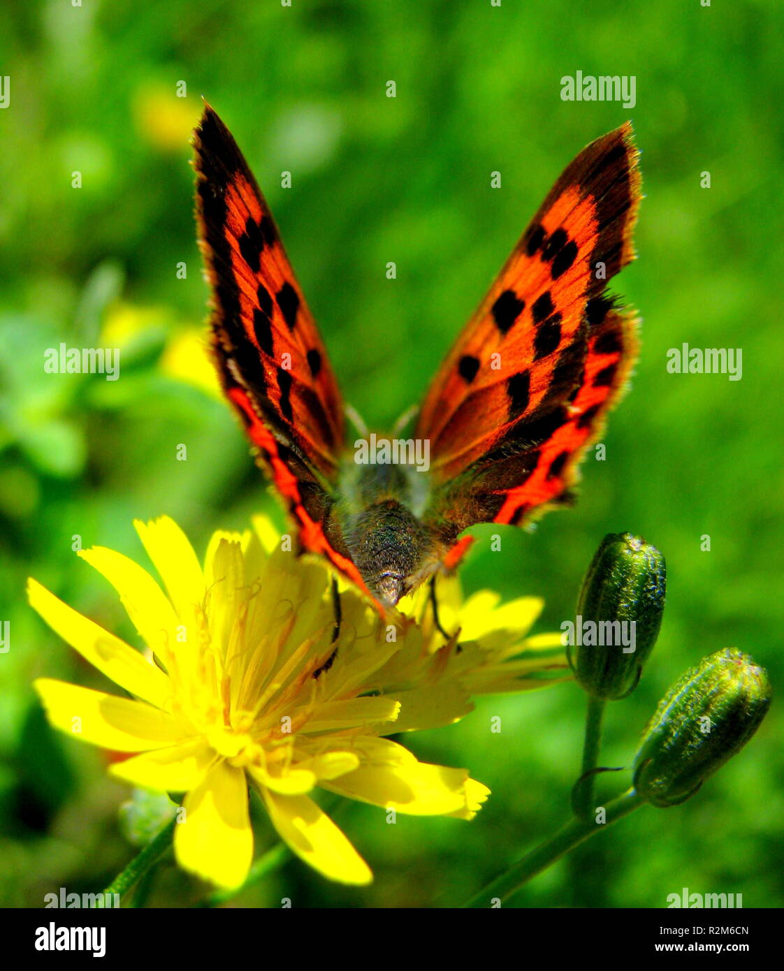 Ling wing hi-res stock photography and images - Alamy