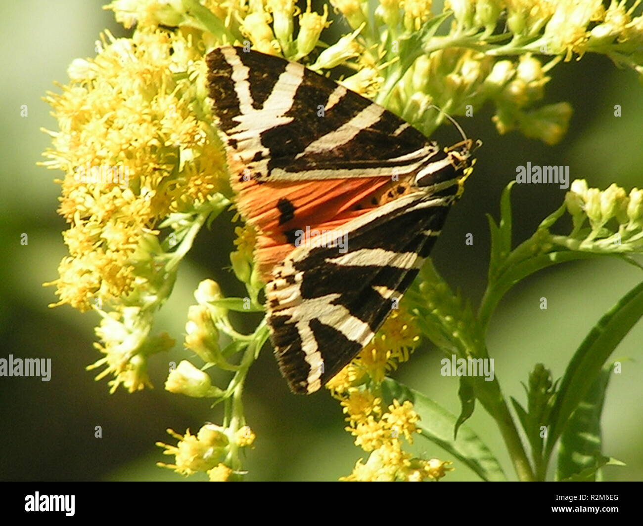 Spanish flag moth hi-res stock photography and images - Alamy