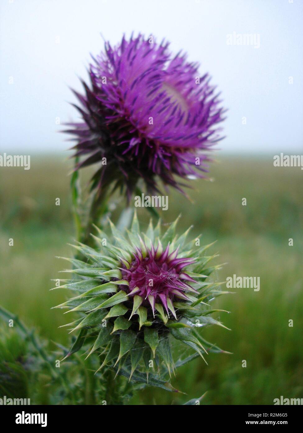 Diestel hi-res stock photography and images - Alamy