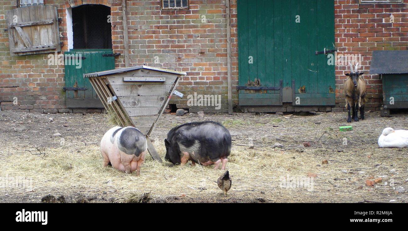 Chickens and goat farm hi-res stock photography and images - Alamy