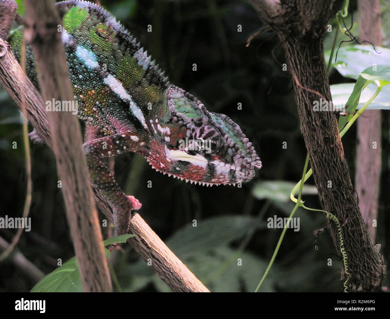 Adapt chameleon hi-res stock photography and images - Alamy