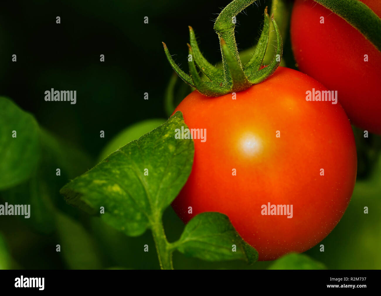tomatoes on the bush Stock Photo - Alamy