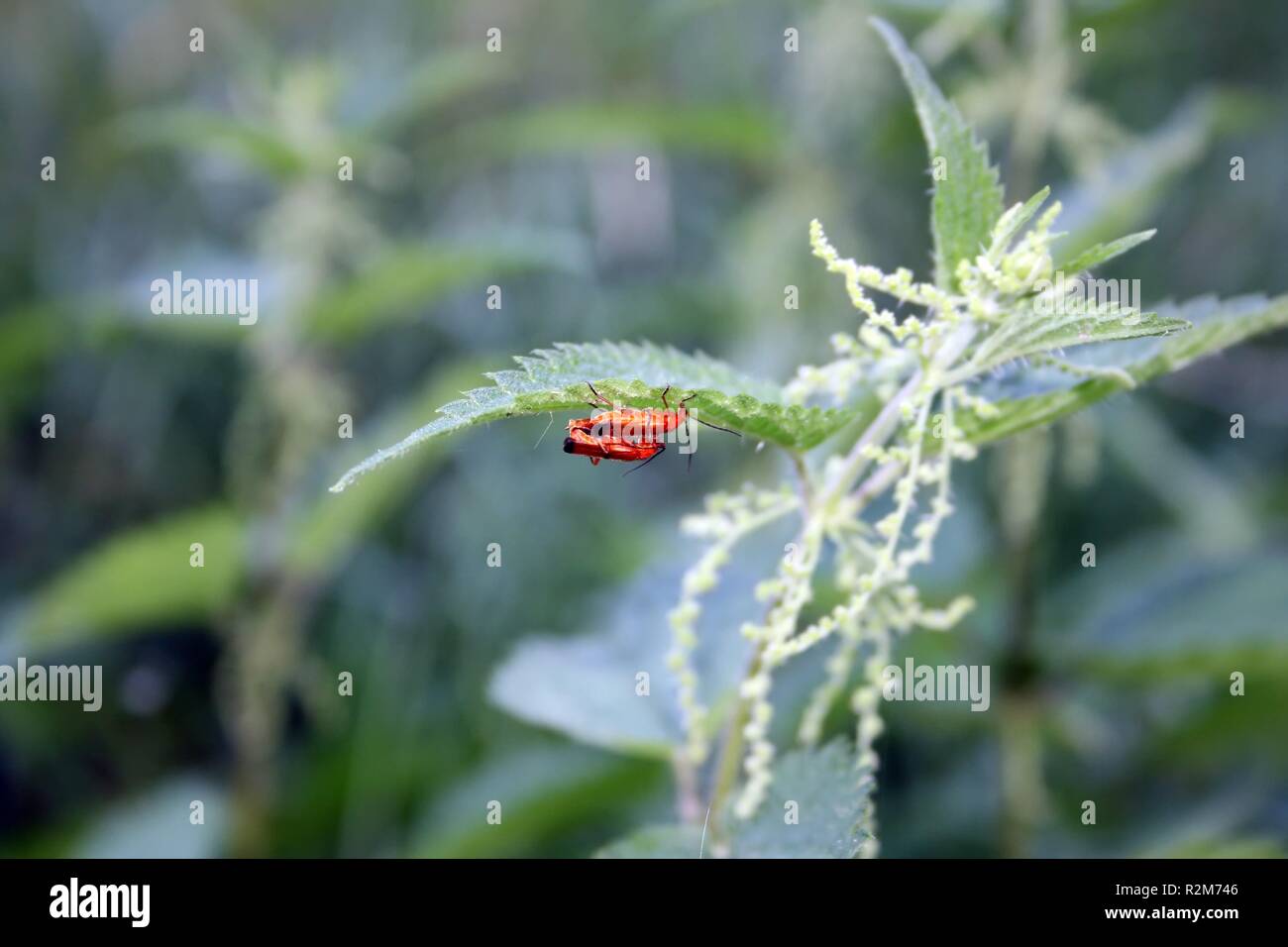 Insektenpaarung hi-res stock photography and images - Alamy