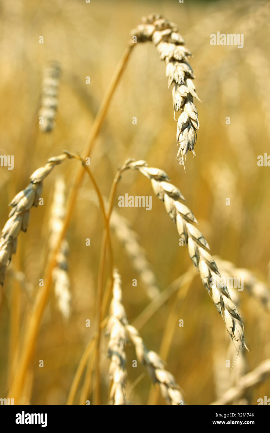 Dinkelfeld hi-res stock photography and images - Alamy