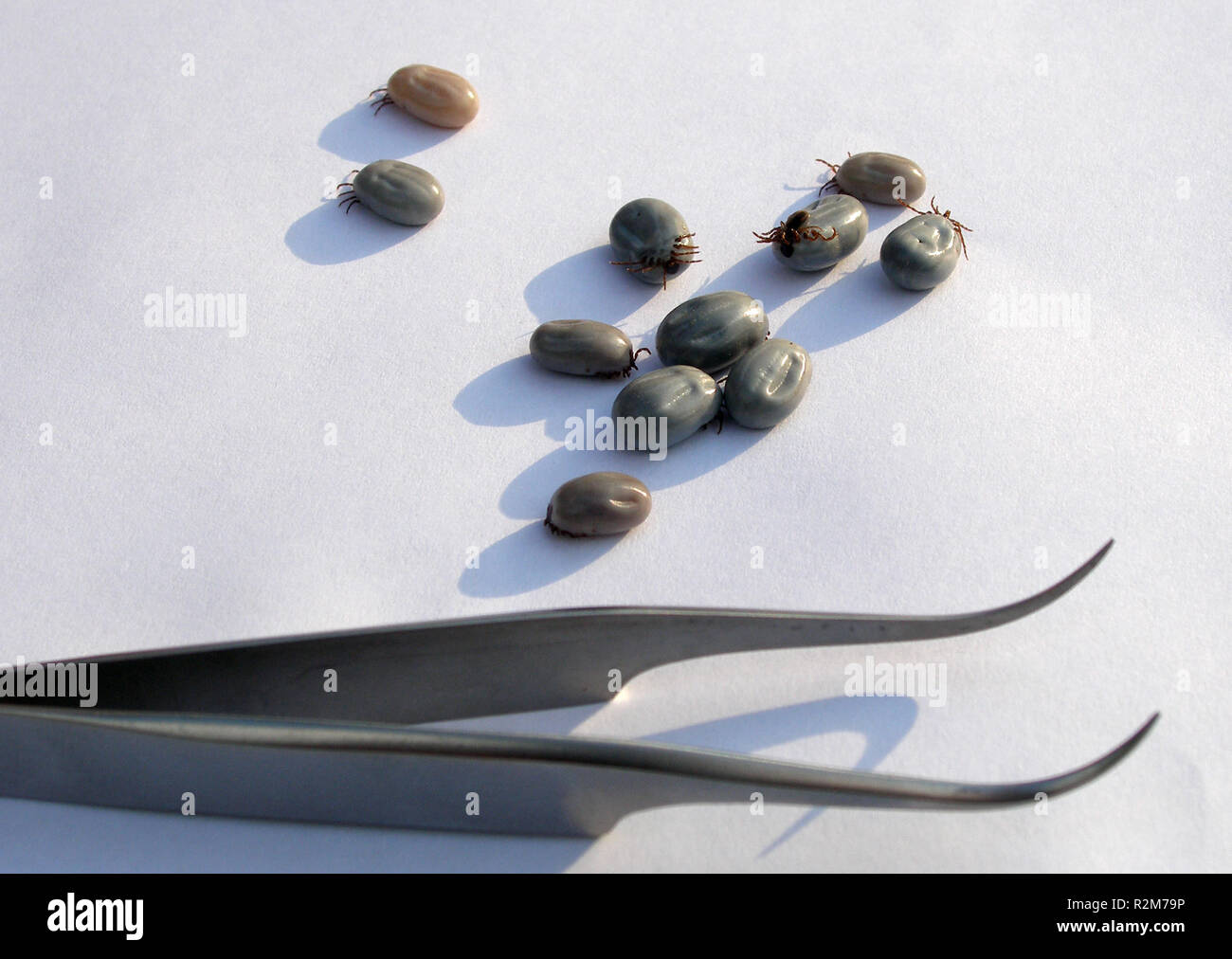 Lederzecke hi-res stock photography and images - Alamy