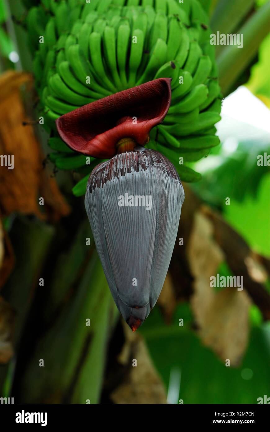 Bananenpalme hi-res stock photography and images - Alamy