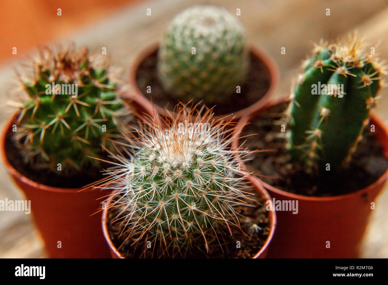 Different cactus on wooden background, ornamental plant on wood flat ...