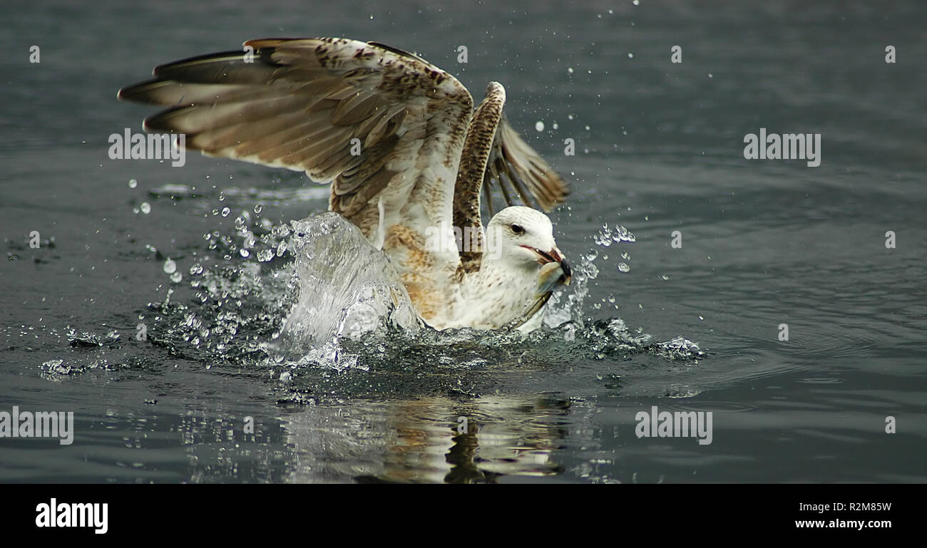 Plop hi-res stock photography and images - Alamy