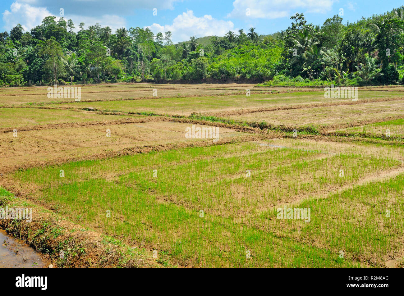 Sri rice farming hi-res stock photography and images - Alamy