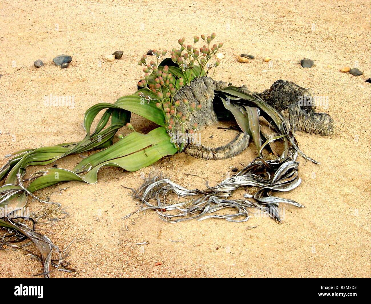 welwitschia flower of the namib 2 Stock Photo - Alamy