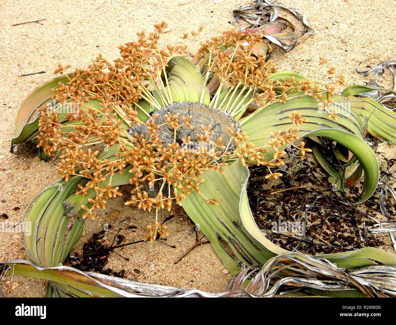 welwitschia flower of the namib 3 Stock Photo - Alamy