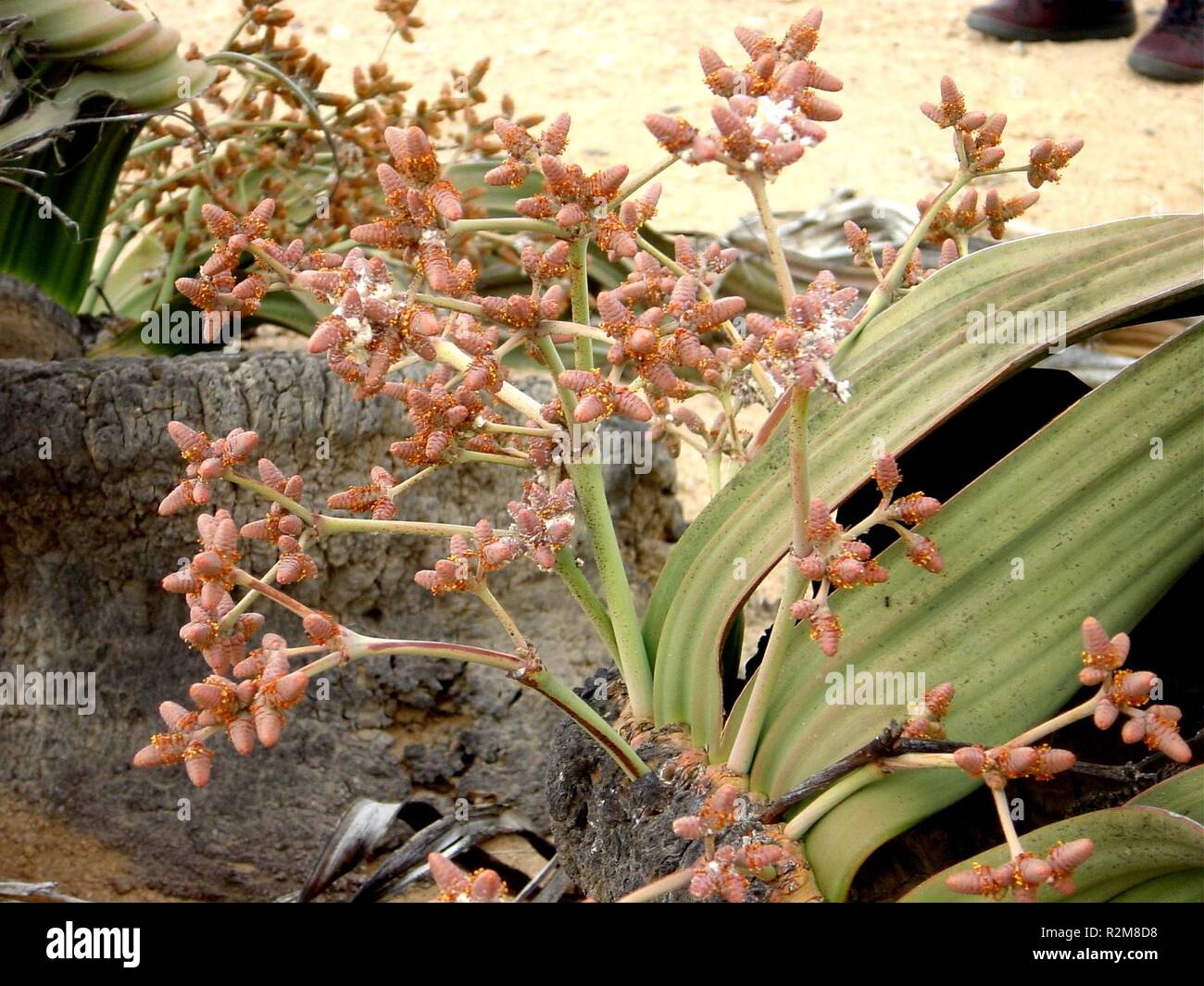 welwitschia flower of the namib 4 Stock Photo - Alamy