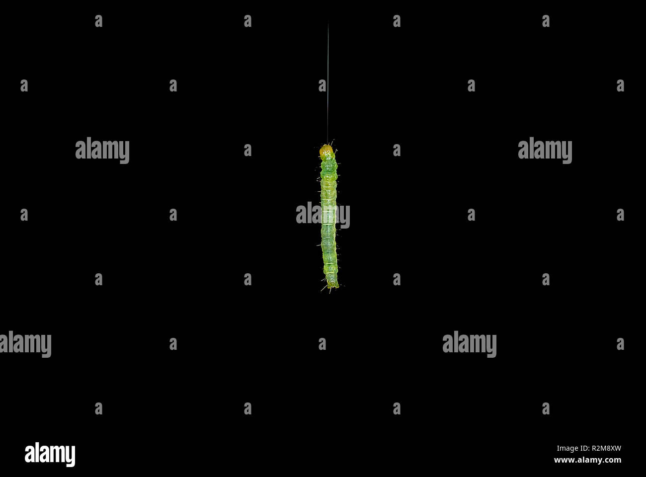 Caterpillar thread hi-res stock photography and images - Alamy