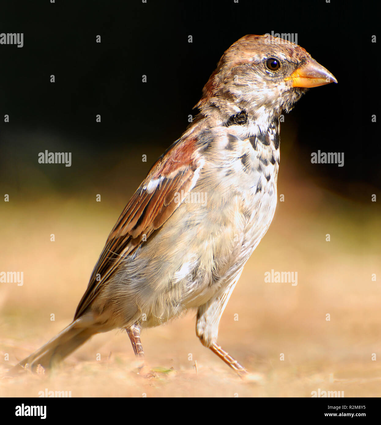 Sparrow eye hi-res stock photography and images - Alamy