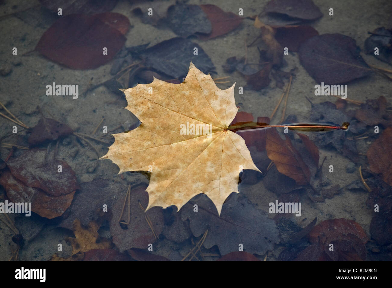 maple leaf in the lake Stock Photo - Alamy
