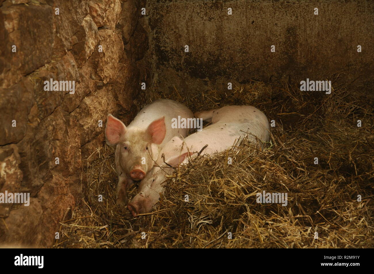 China pig farm hi-res stock photography and images - Alamy