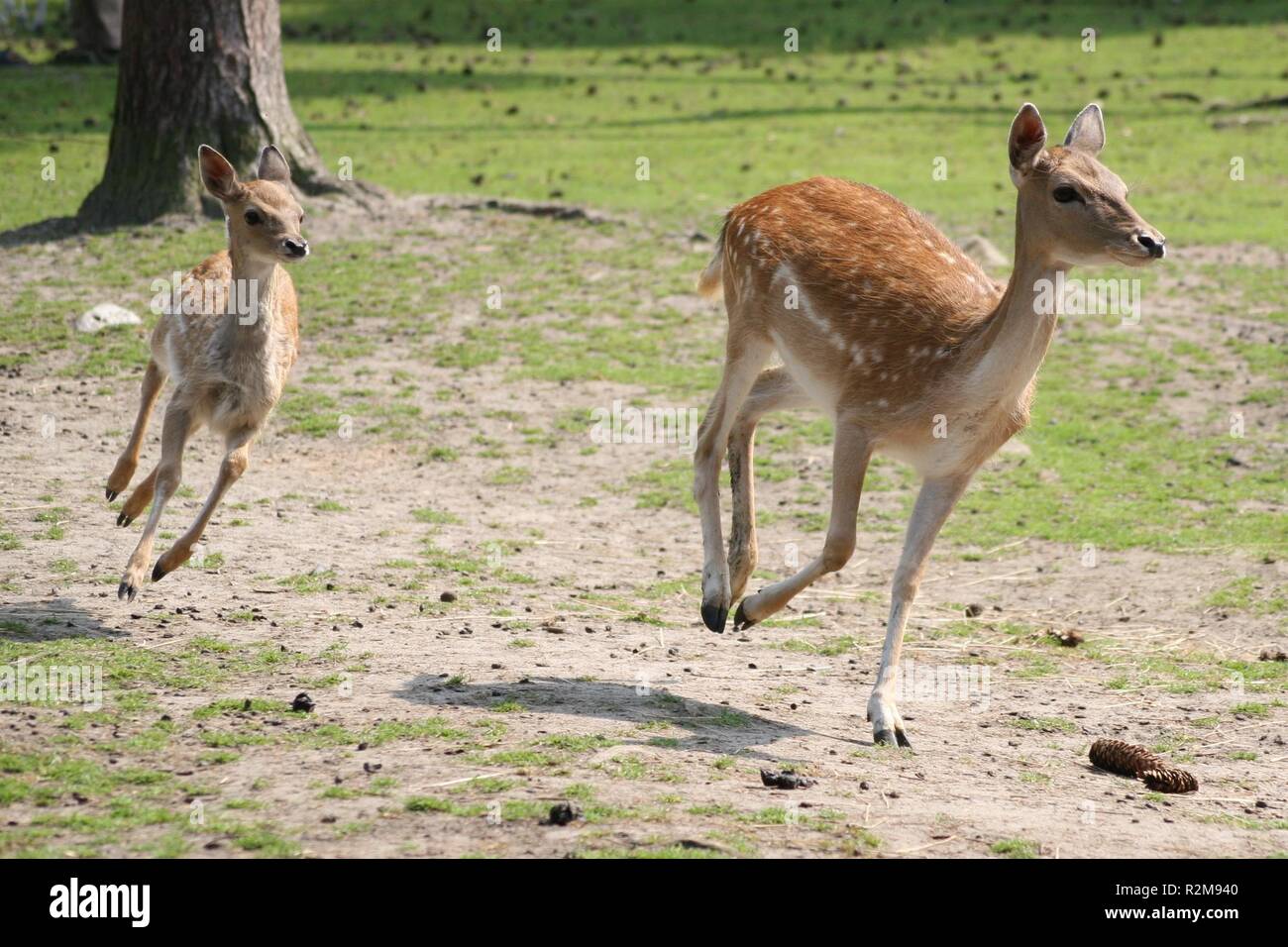 Running cow and calf hi-res stock photography and images - Alamy