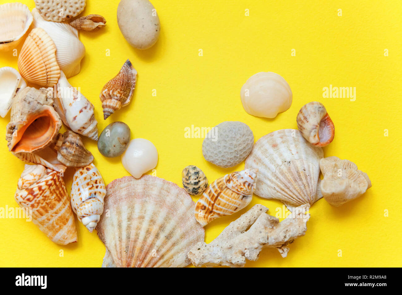 Tropical Background. Seashell on yellow colourful trendy modern fashion ...