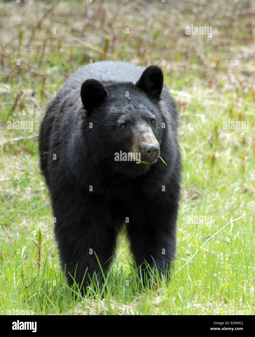 Baribal bear hi-res stock photography and images - Alamy