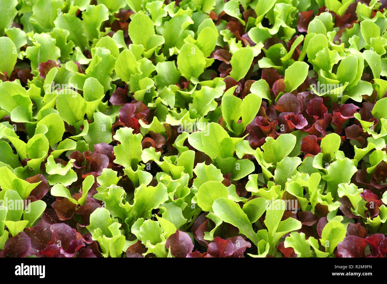 Salatka pfe hi-res stock photography and images - Alamy